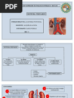 Infografía del sistema excretor (1) | PDF | Sistema urinario | Riñón