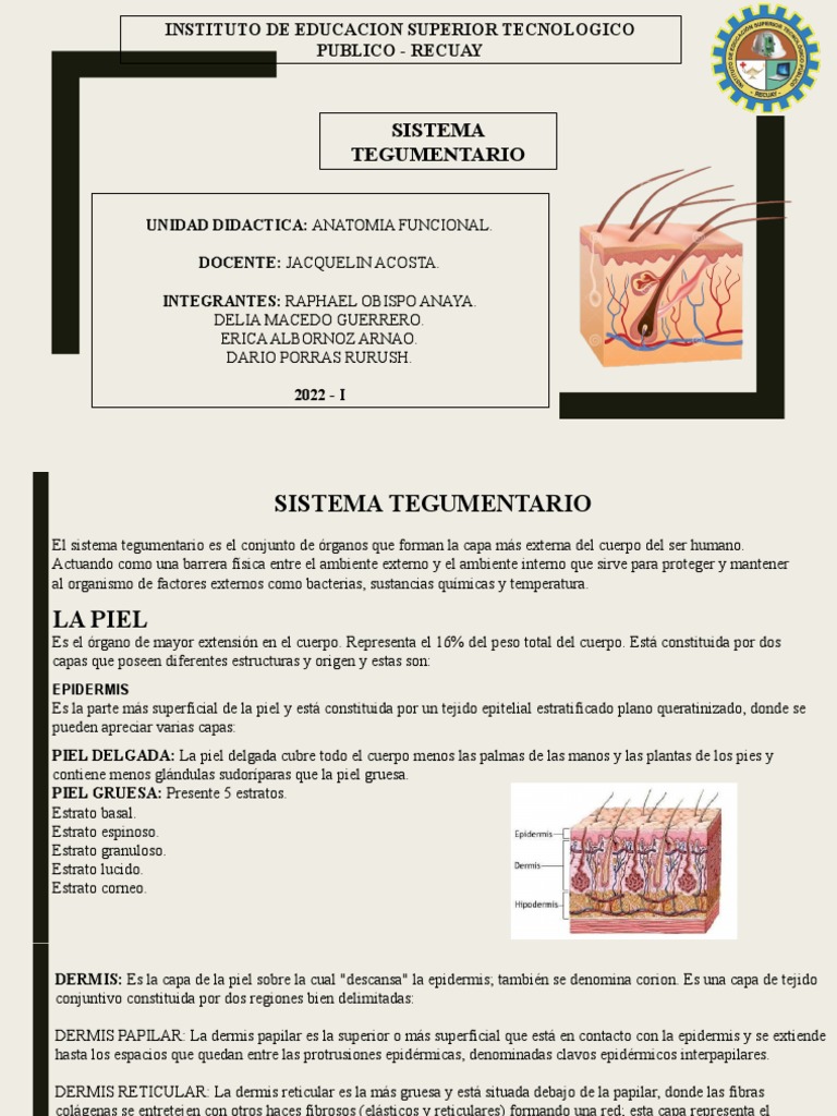 Sistema Tegumentario. | PDF | Piel | Epidermis