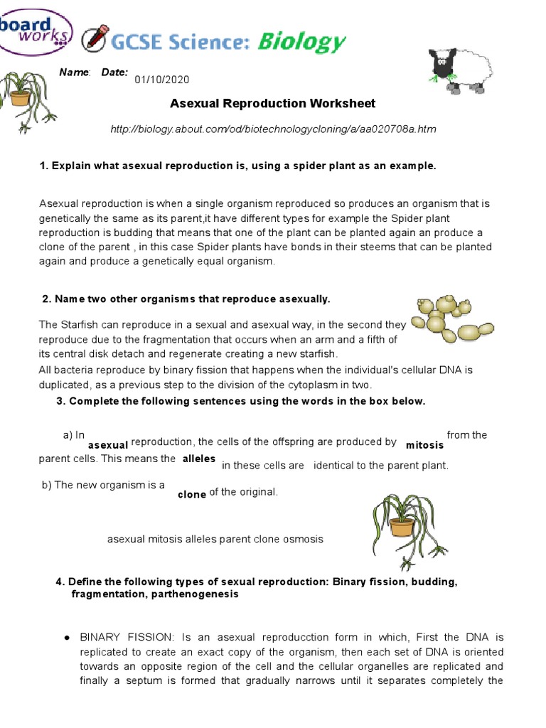 Asexual Reproduction Worksheet Final | Download Free PDF | Reproduction ...