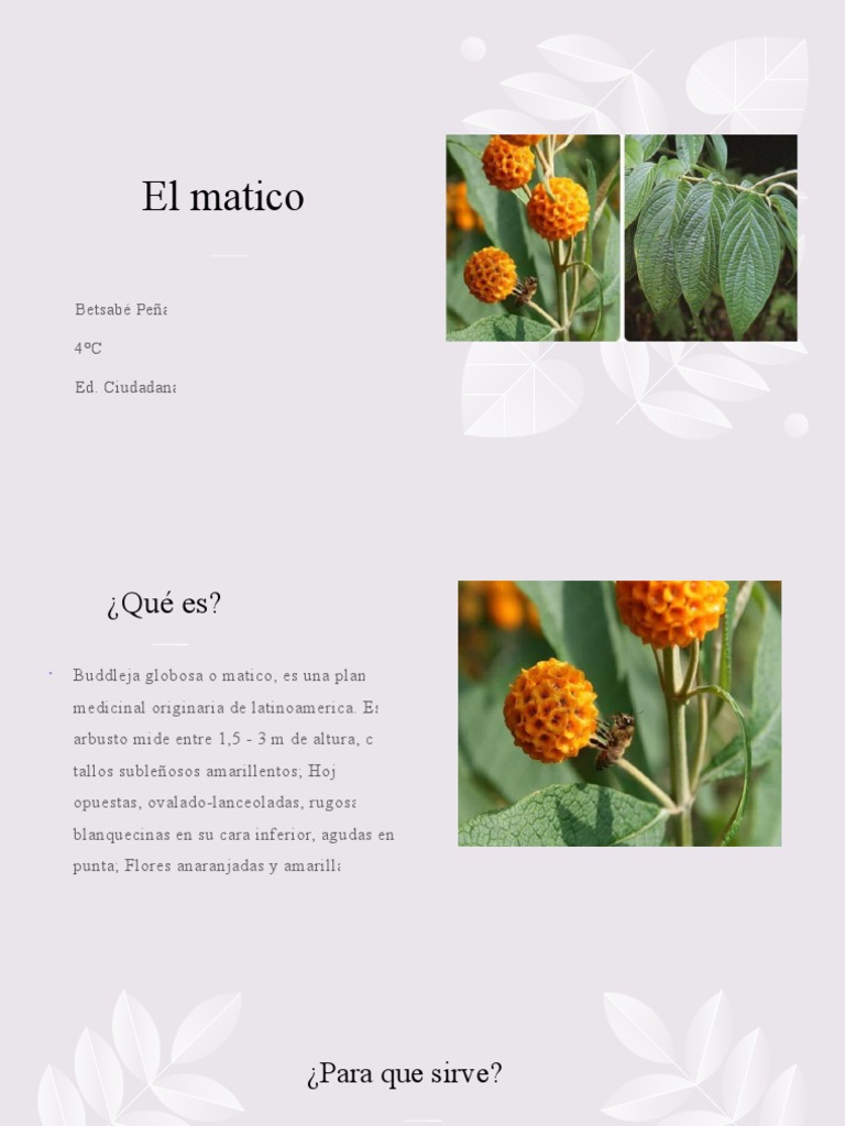 Uso medicinal del matico | PDF