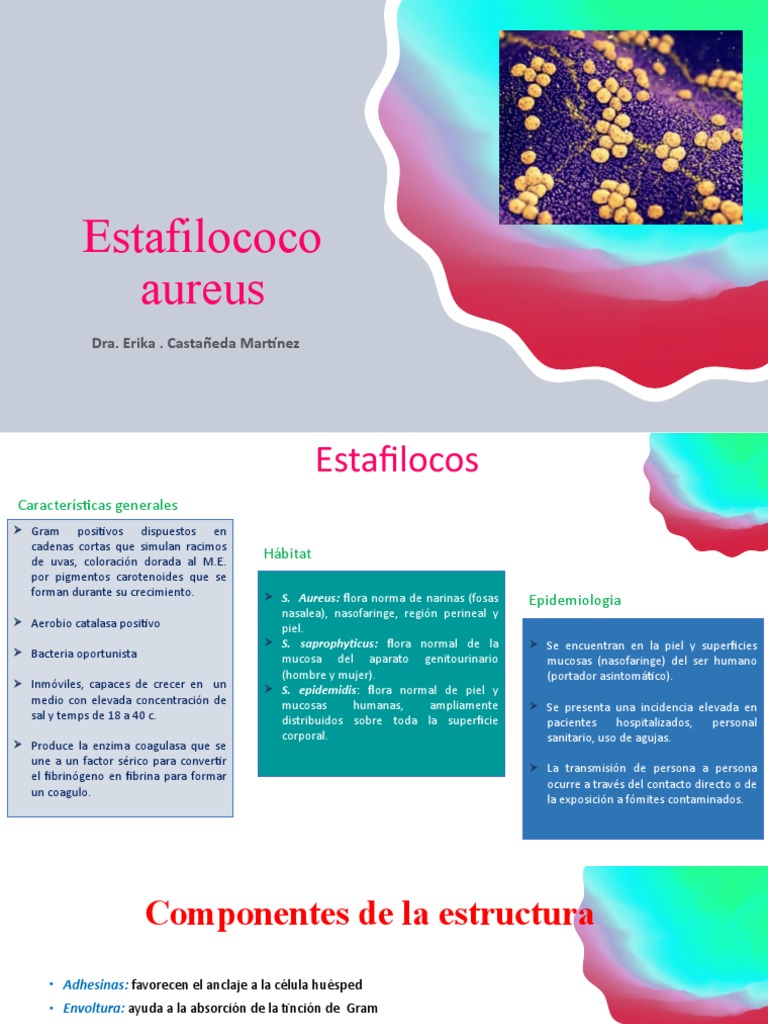 Estafilococo Aureus | PDF | Staphylococcus Aureus | Microbiología