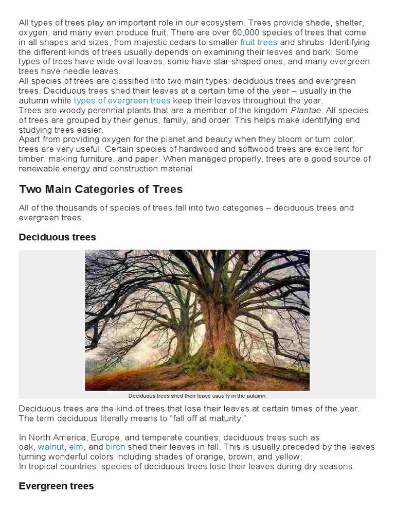 Types of Trees: Deciduous and Evergreen | PDF | Fir | Trees