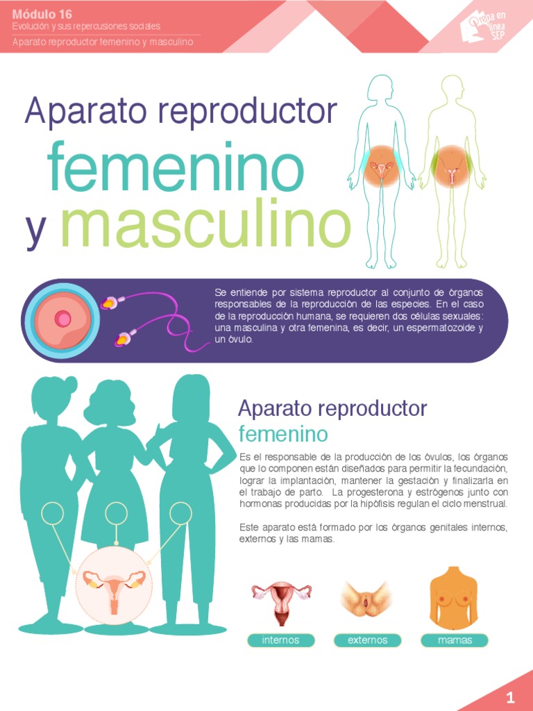 M16 - S3 - Aparato - Reproductor - Femenino - y - Masculino - PDF - Interactivo | PDF | Sistema ...