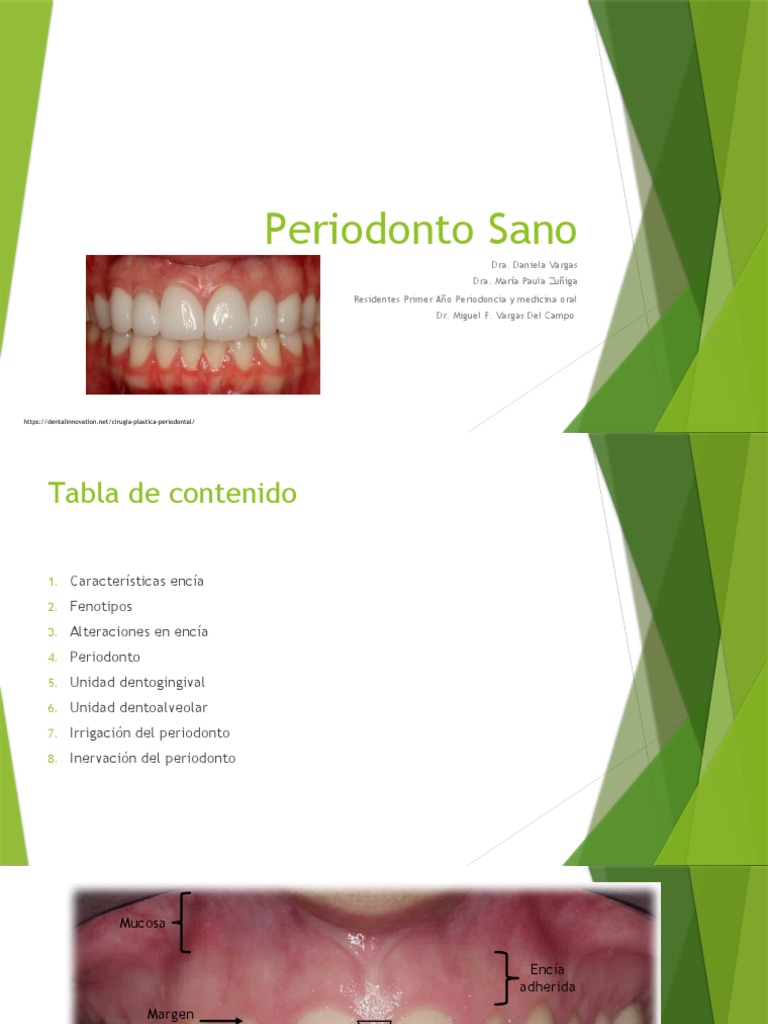 Anatomía y Salud del Periodonto | PDF | Anatomia dental | Ramas de Odontología