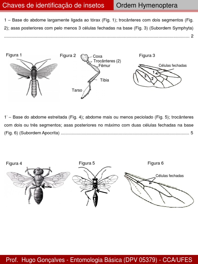 Chave Da Ordem Hymenoptera | PDF | Insetos | Himenópteros