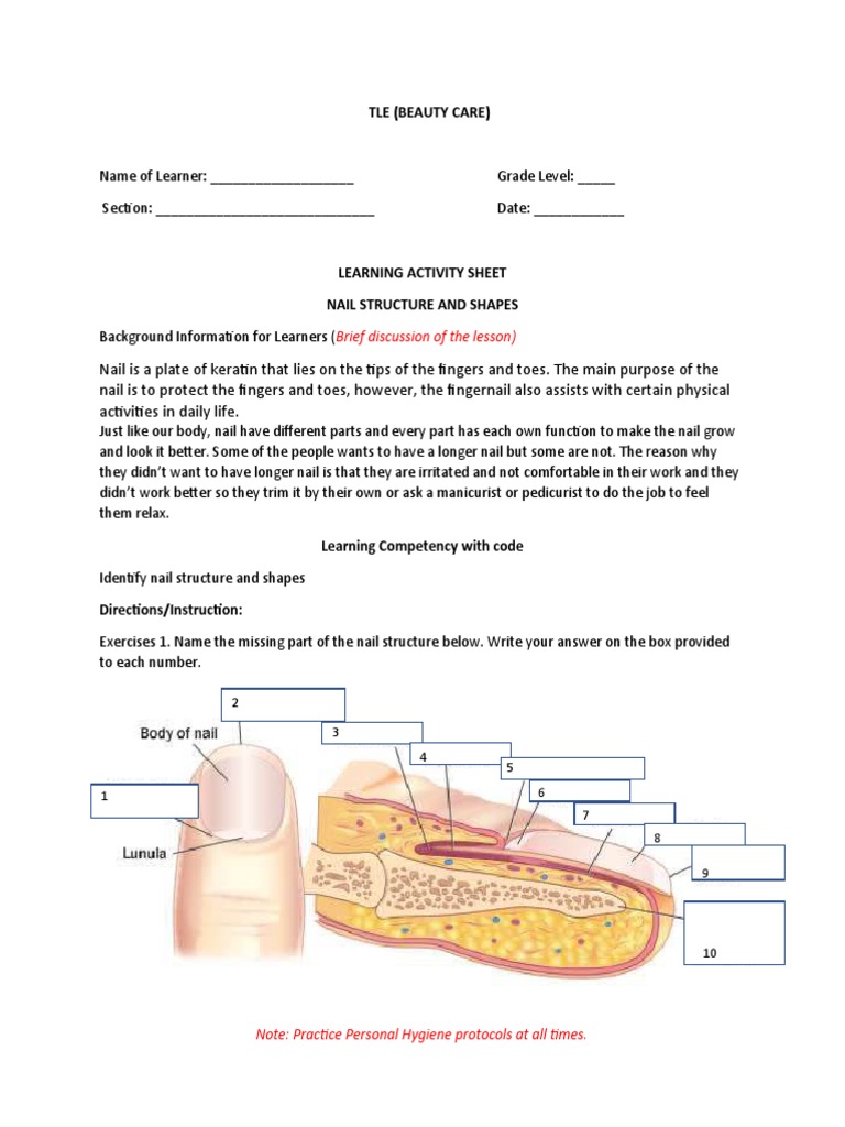 Nail Structure and Shapes Guide | PDF | Nail (Anatomy) | Integumentary ...