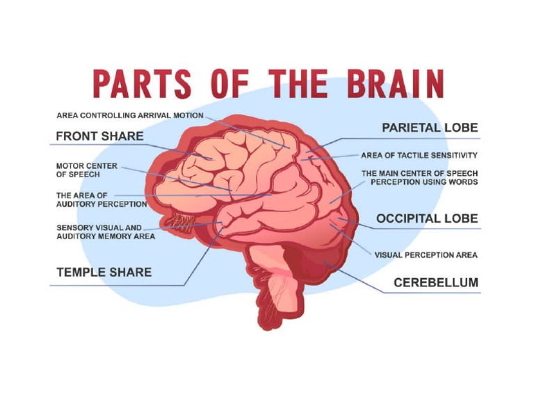Parts of The Brain | PDF