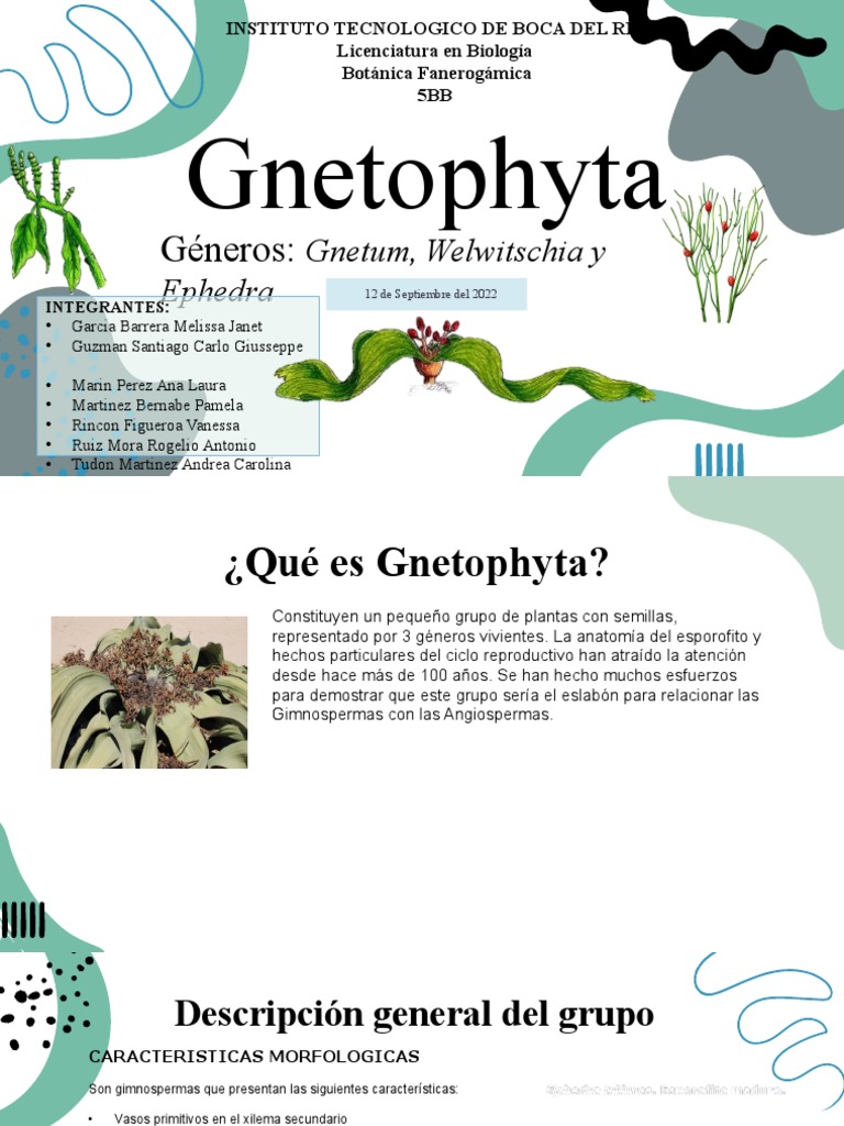 Características de Gnetophyta y sus géneros | PDF | Polen | Espora