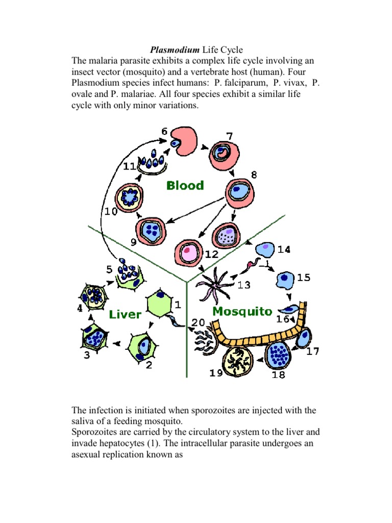 Plasmodium Life Cycle | PDF