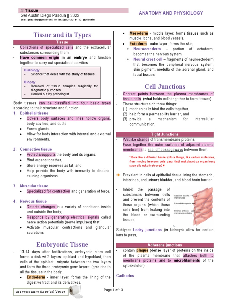 4 - Tissue | PDF | Epithelium | Connective Tissue