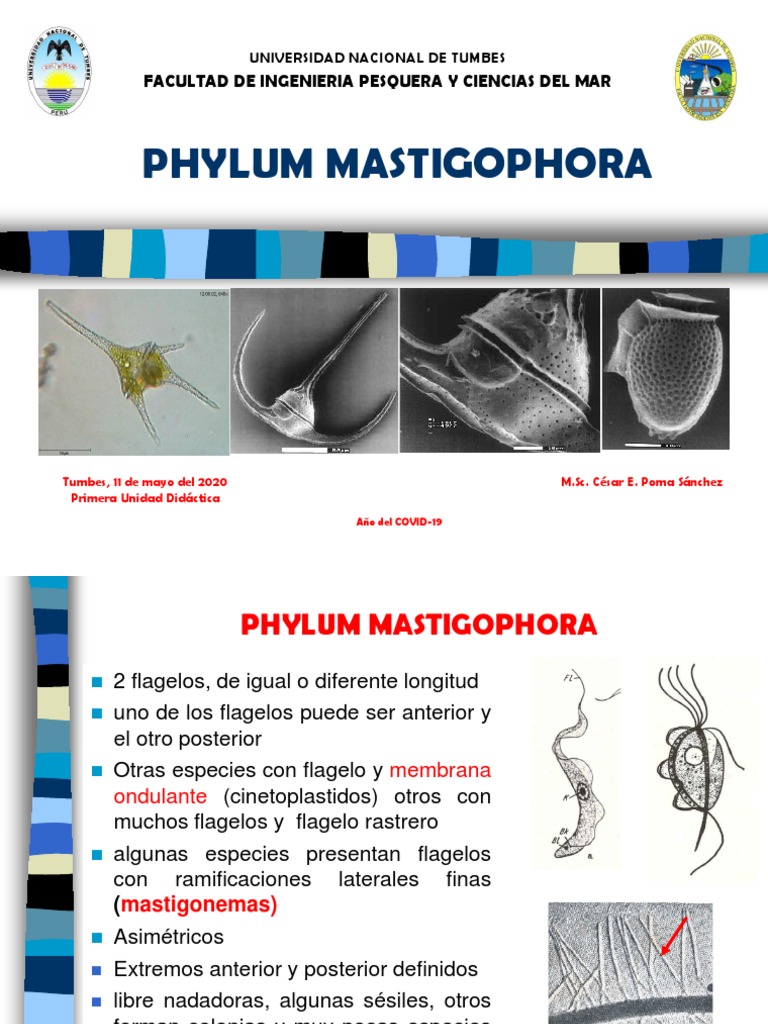 C4 - Phylum Mastigophora | PDF | Leishmania | Organismos