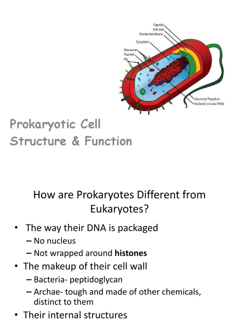 Prokaryotic Cell | PDF | Cell (Biology) | Cell Membrane