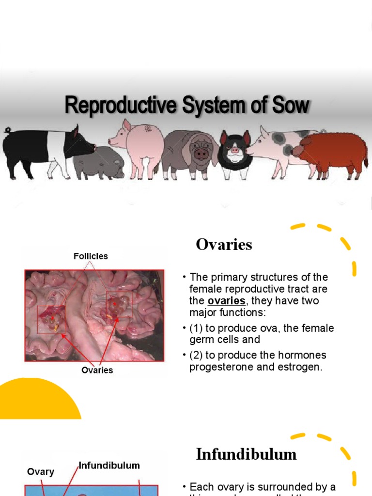Reproductive System of Sow | PDF | Uterus | Ovary