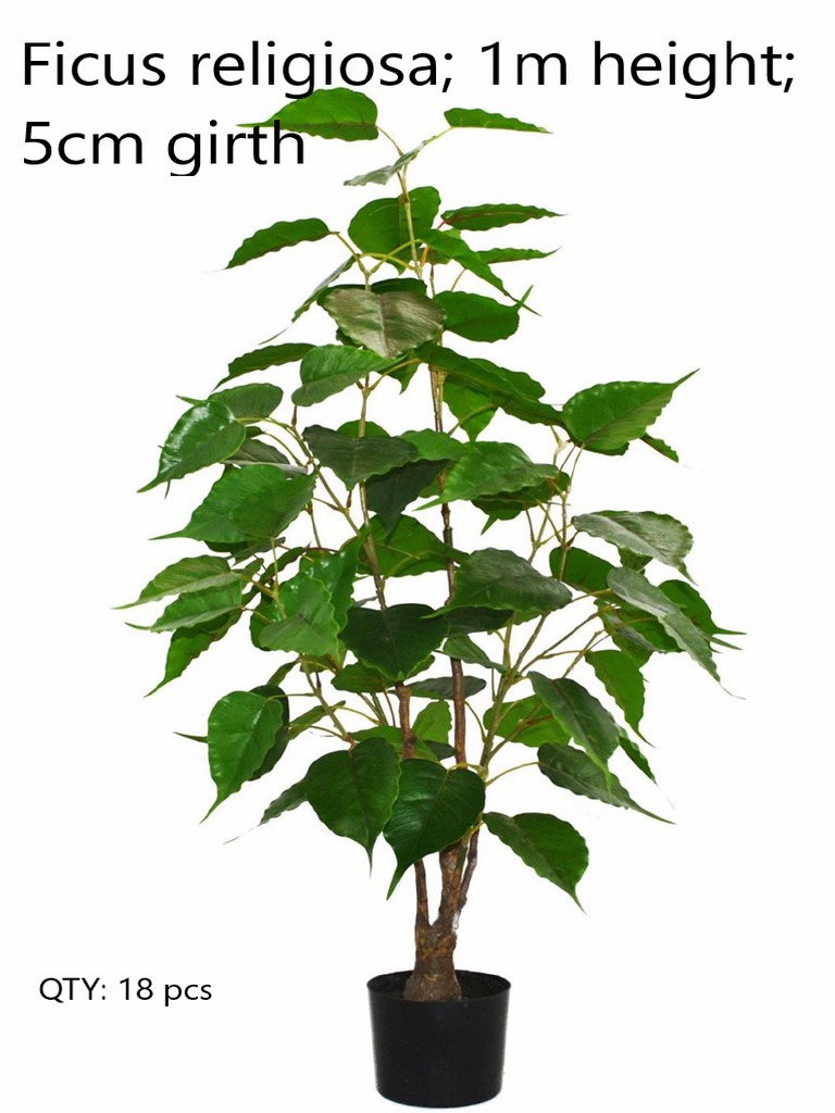 Ficus Religiosa | PDF