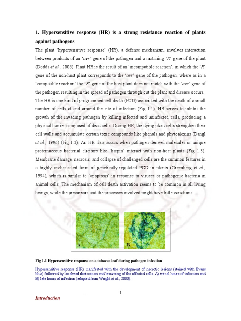 Hypersensitive Response in Plants | PDF | Apoptosis | Mitochondrion