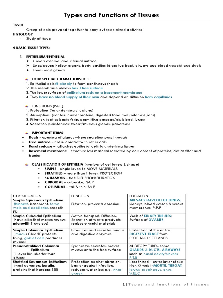 The Comprehensive Guide to Tissues: Exploring the Four Main Tissue Types, Their Classifications ...
