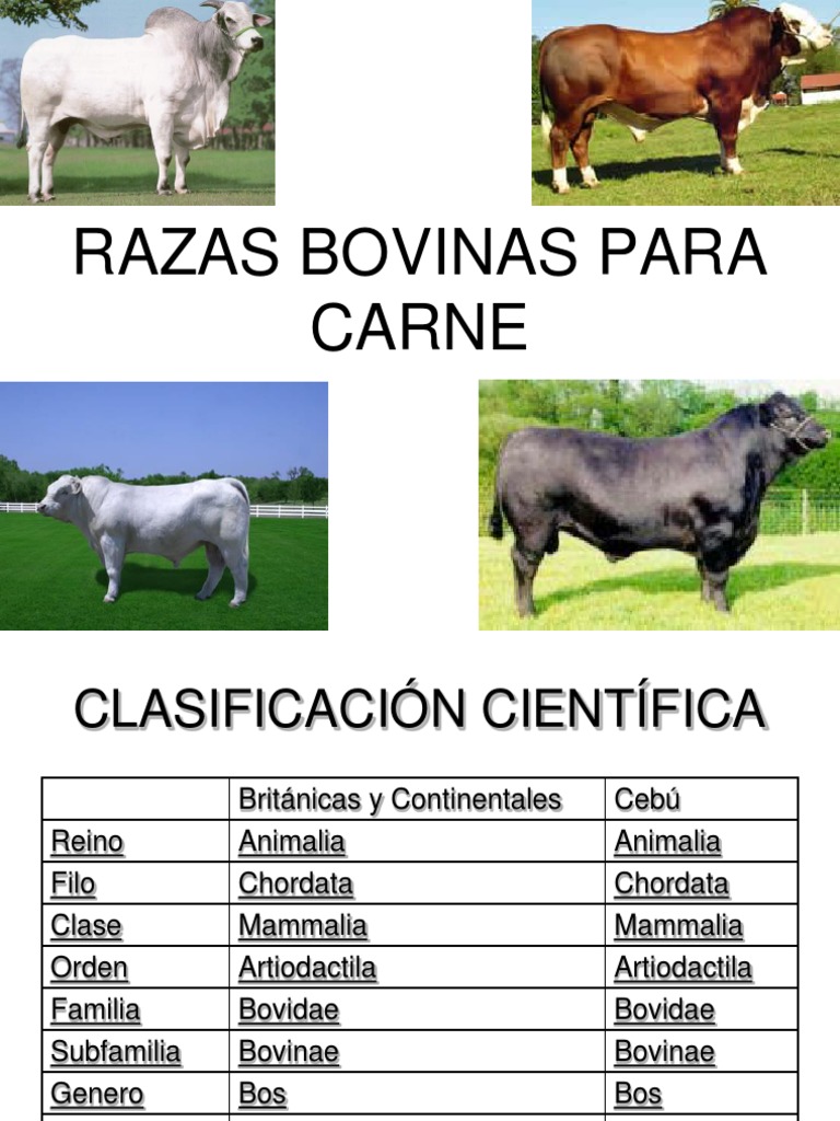 Razas Bovinas para Carne | PDF | Vacas | Ganado