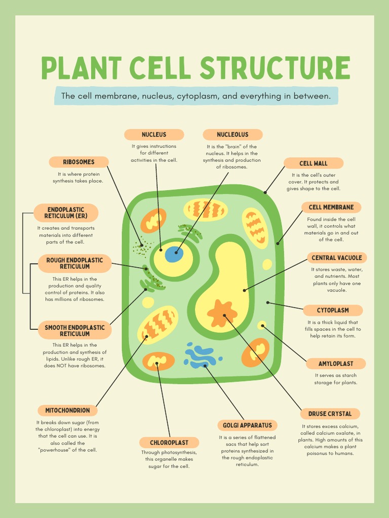 Green and Peach Organic Natural Plant Cell Biology Poster | PDF ...