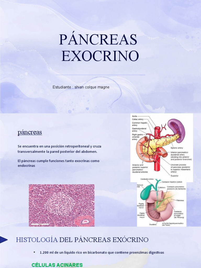 Histología y función del páncreas exocrino | PDF | Páncreas | Sistema ...