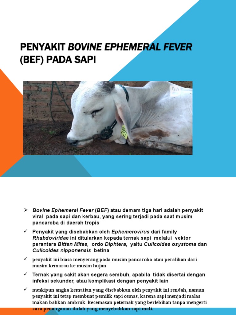 GEJALA DAN PENCEGAHAN BEF PADA SAPI | PDF