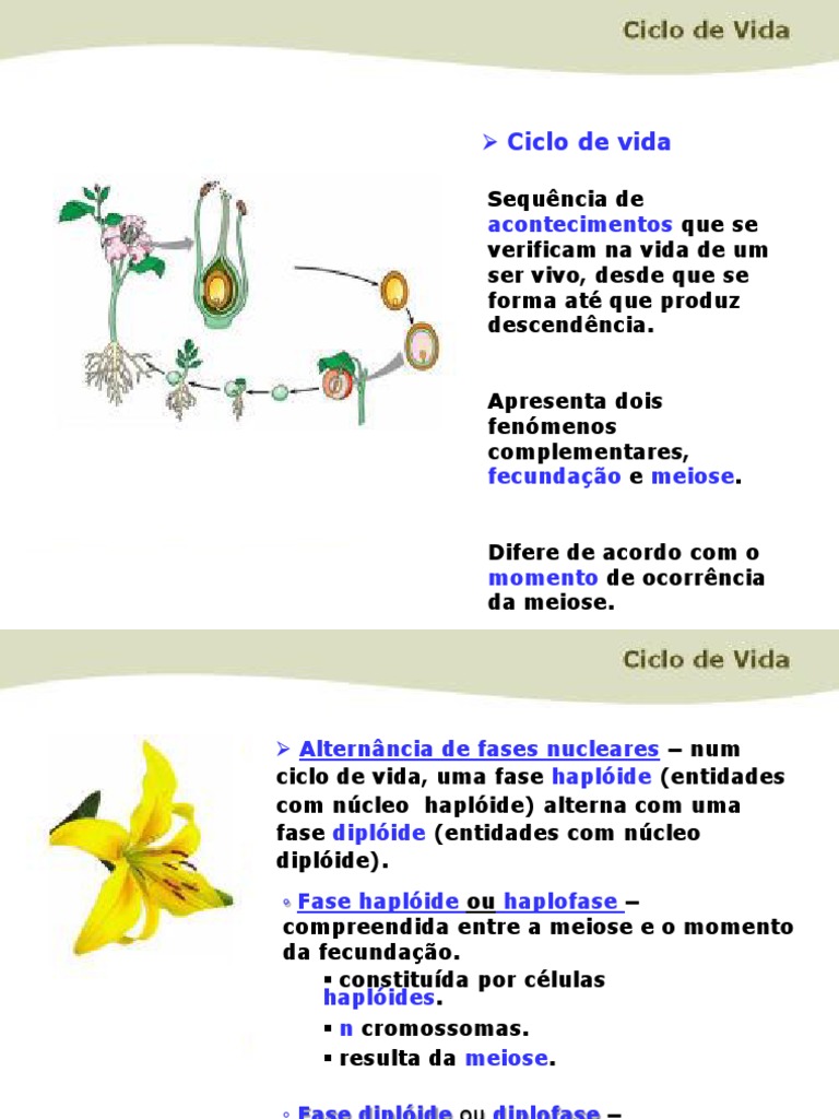 Resumos - Ciclos de Vida 11º | PDF | Meiose | Ploidia