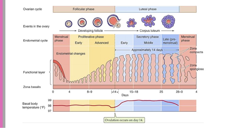 Ciclo Ovárico y Endometrial | PDF