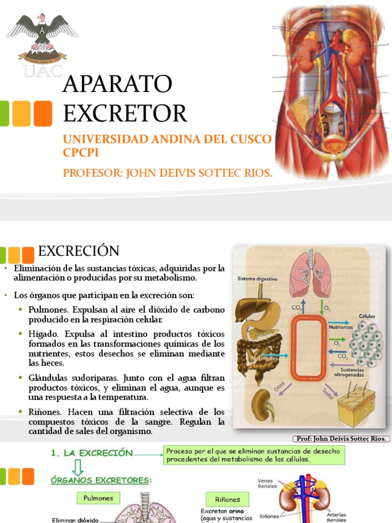 Aparato Excretor PDF | PDF | Riñón | Sistema urinario