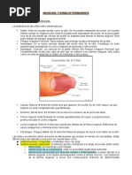 Estructura de La Uña Natural y Anatomía de La Uña | PDF
