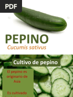 Introducción Al Cultivo de Hongos Comestibles | PDF | Hongo | Alimentos