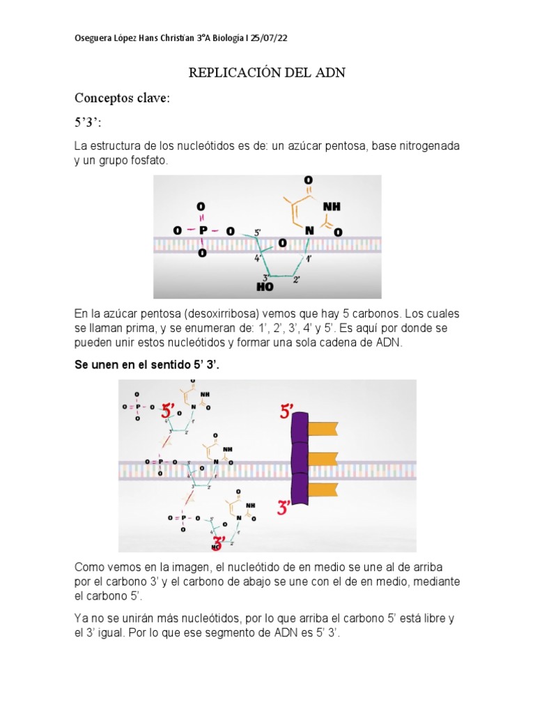 Replicación Del Adn | PDF | Replicación De Adn | Adn