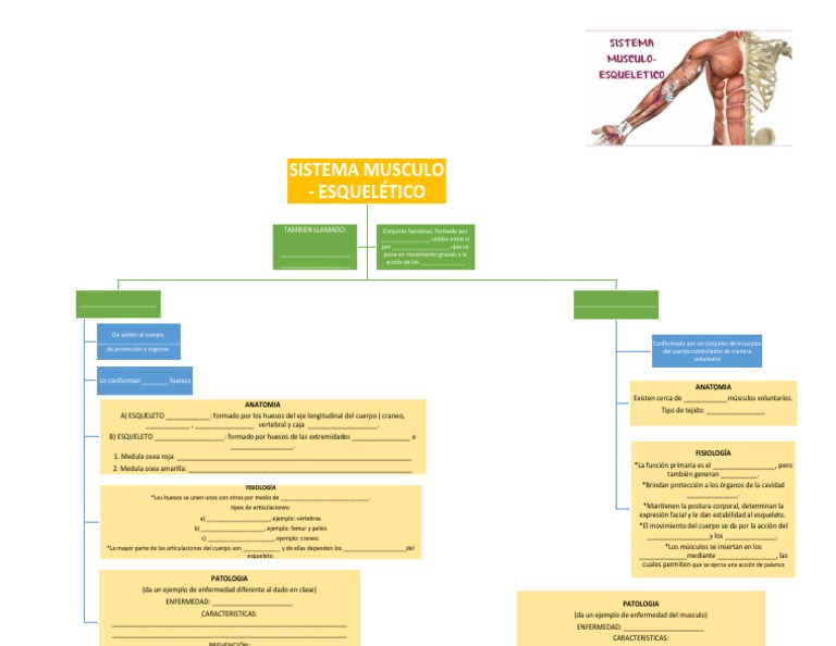 Materialdidactico Sist Musculo Esqueletico Pdf Esqueleto Hueso