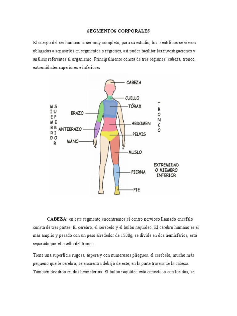 Segmentos Corporales | PDF | Cerebro | Pulmón