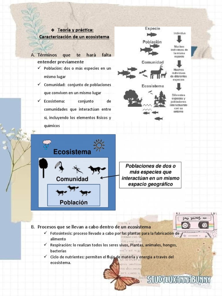 Caracterización de un ecosistema: Teoría y práctica | PDF | Ecosistema | Plantas