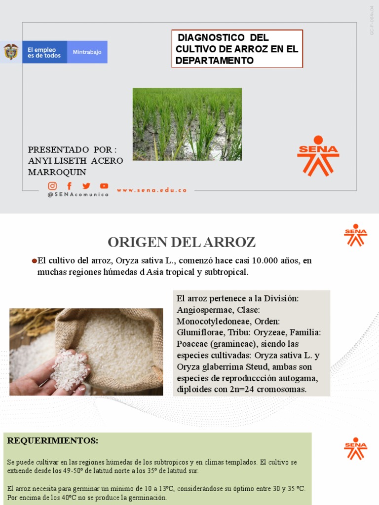Diagnostico Del Cultivo de Arroz | PDF | Agricultura | Arroz