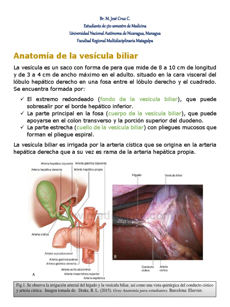 Anatomía de La Vesícula y Fisiología Biliar | PDF | Hígado | Sistema ...