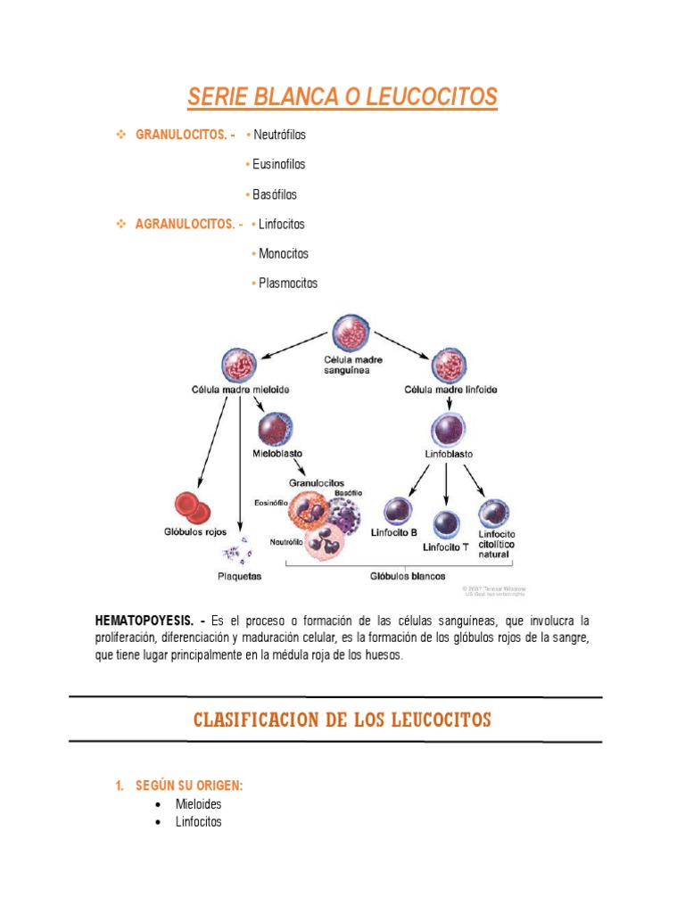Globulos Blancos | Descargar gratis PDF | Sistema inmune | Leucocito