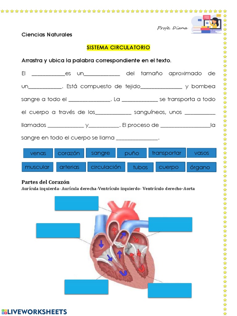 El sistema circulatorio: transporte de la sangre y funciones del ...