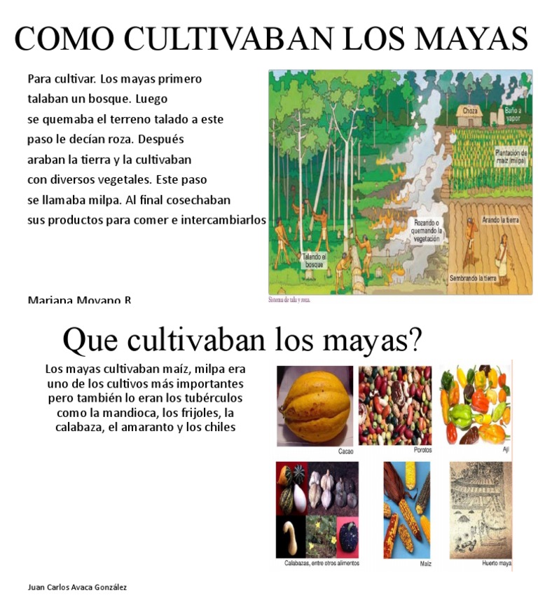 Agricultura Maya | PDF