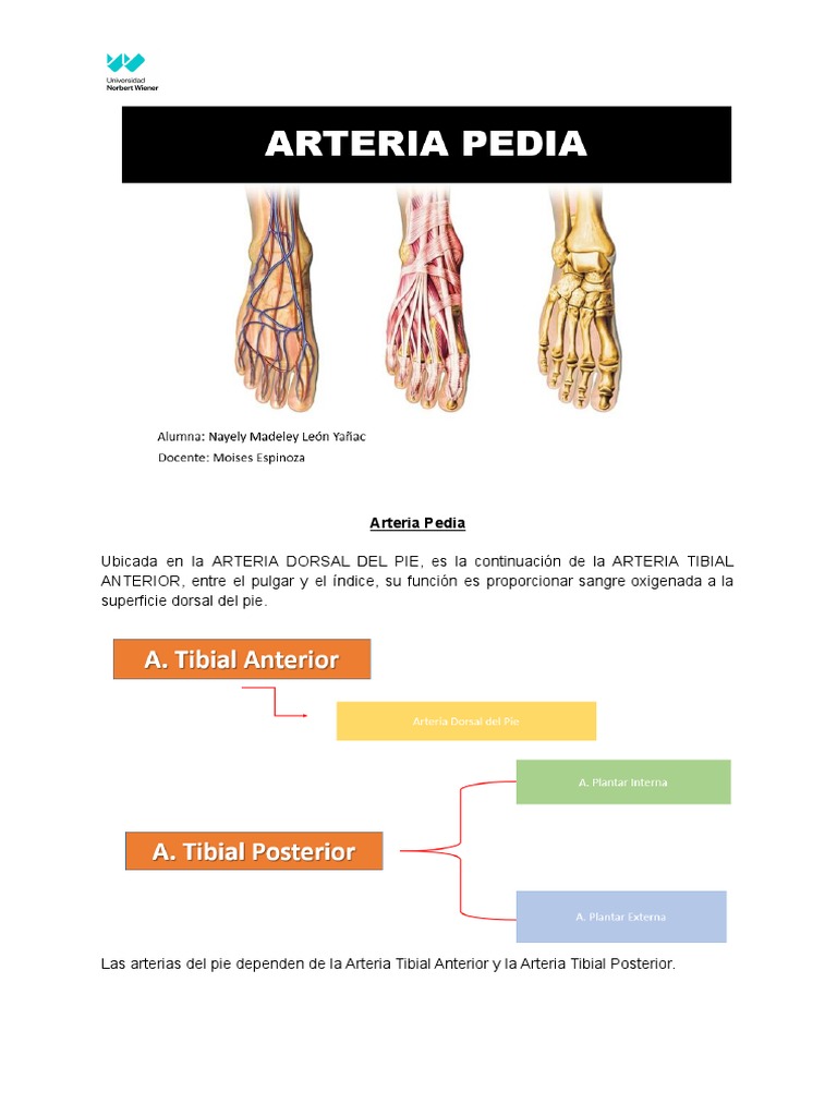 Anatomía de la Arteria Pedia del Pie | PDF | Pie | Dedo del pie