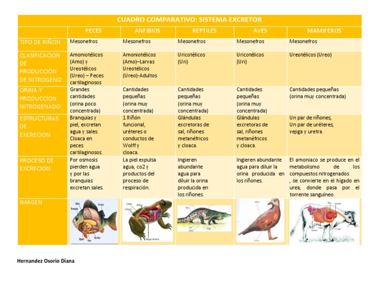 CUADRO COMPARATIVO Sistema Excretor | PDF