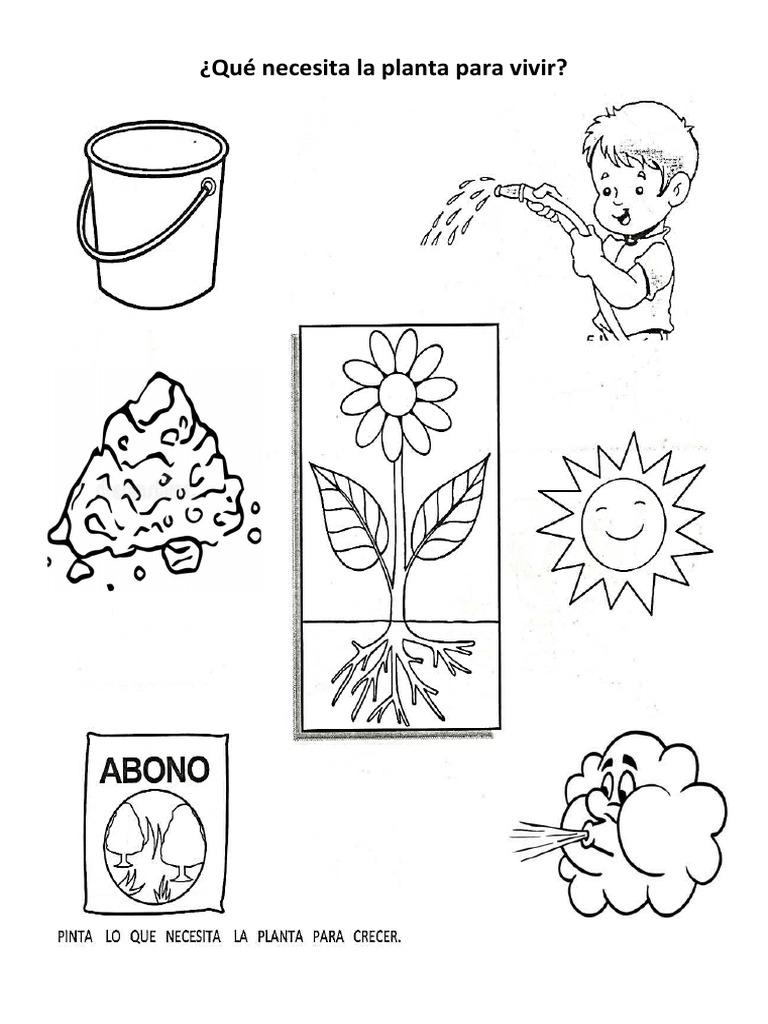 Ficha de Trabajo Qué Necesita La Planta para Vivir | PDF