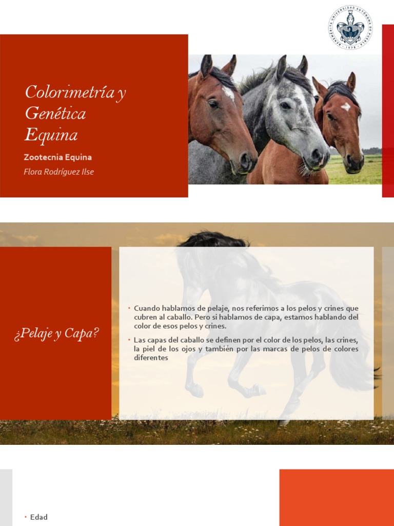 Colorimetría y Genética Equina | PDF | Caballos