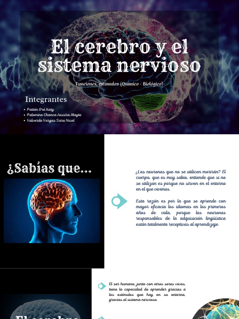 El Cerebro y El Sistema Nervioso | PDF | Cerebro | Sistema nervioso