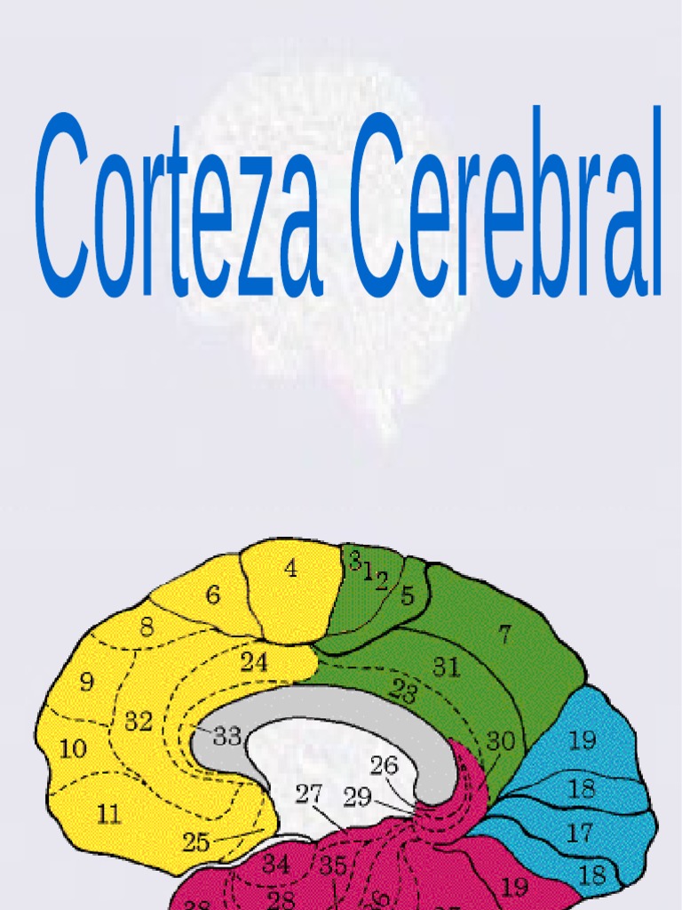 Areas Corticales | PDF
