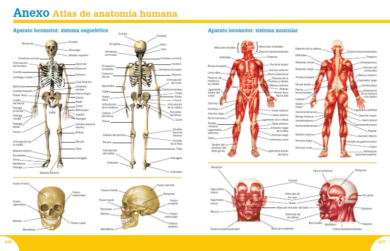 Atlas Anat Huesos Musculos | PDF | La columna vertebral | Hombro