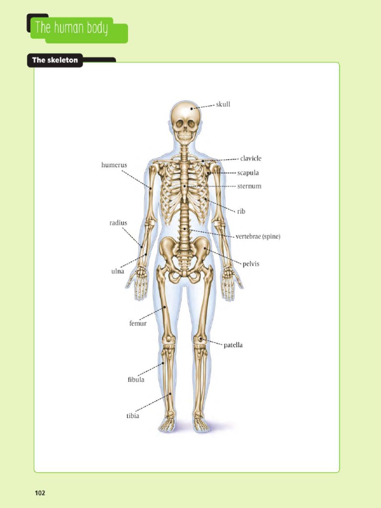 Huesos Ingles | PDF