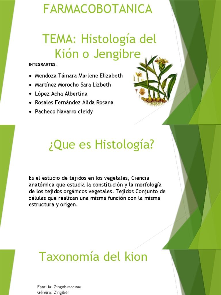 Histología y Taxonomía del Jengibre | PDF | Plantas | Anatomía
