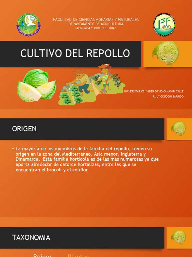 Cultivo Del Repollo | PDF | Hoja | Tallo de la planta