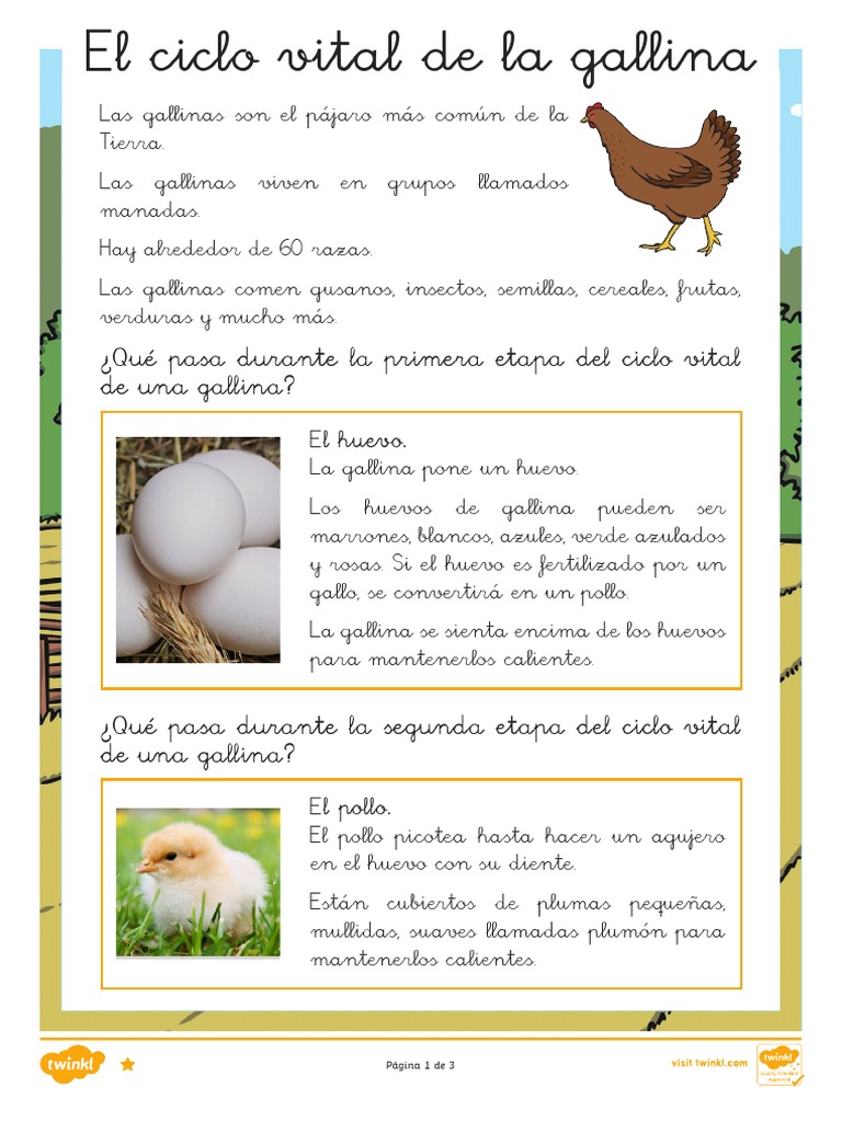 Hojas De Trabajo Gratuitas Sobre El Ciclo De Vida De Un Pollo EL POLLO