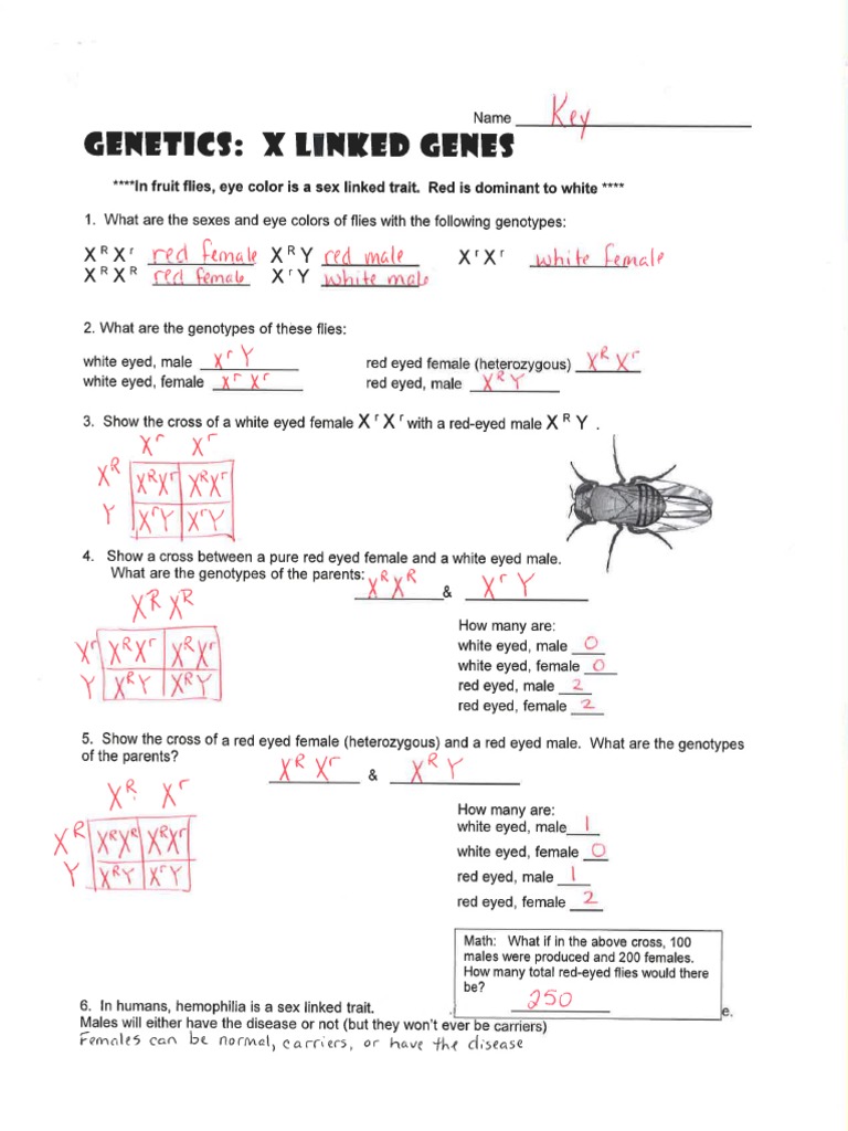 Genetics - X-Linked Genes | PDF